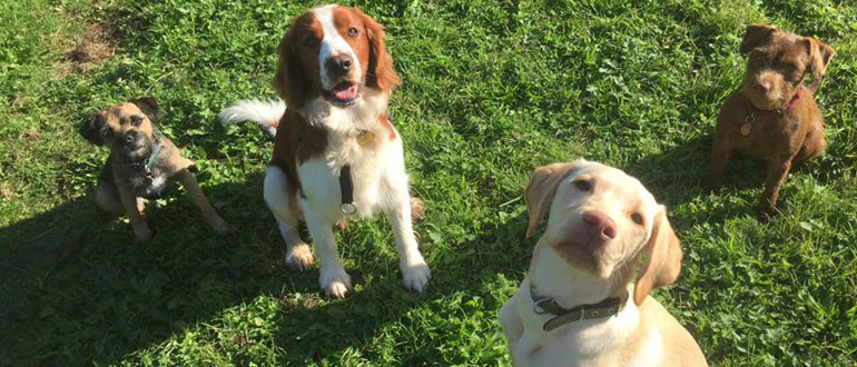 Bounding Hounds, Cheltenham | Dog Friendly Cotswolds