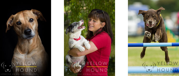 Yellow Hound Pet Photography, Cheltenham | Dog Friendly Cotswold